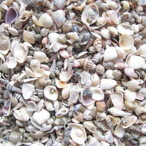 Small Shell Mix-1/43/4tiny Shell Mix-craft Seashells-small Seashells ...