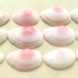 Pink Rose Cup Tellins Tellons Seashells-pink Seashells-beach Wedding ...