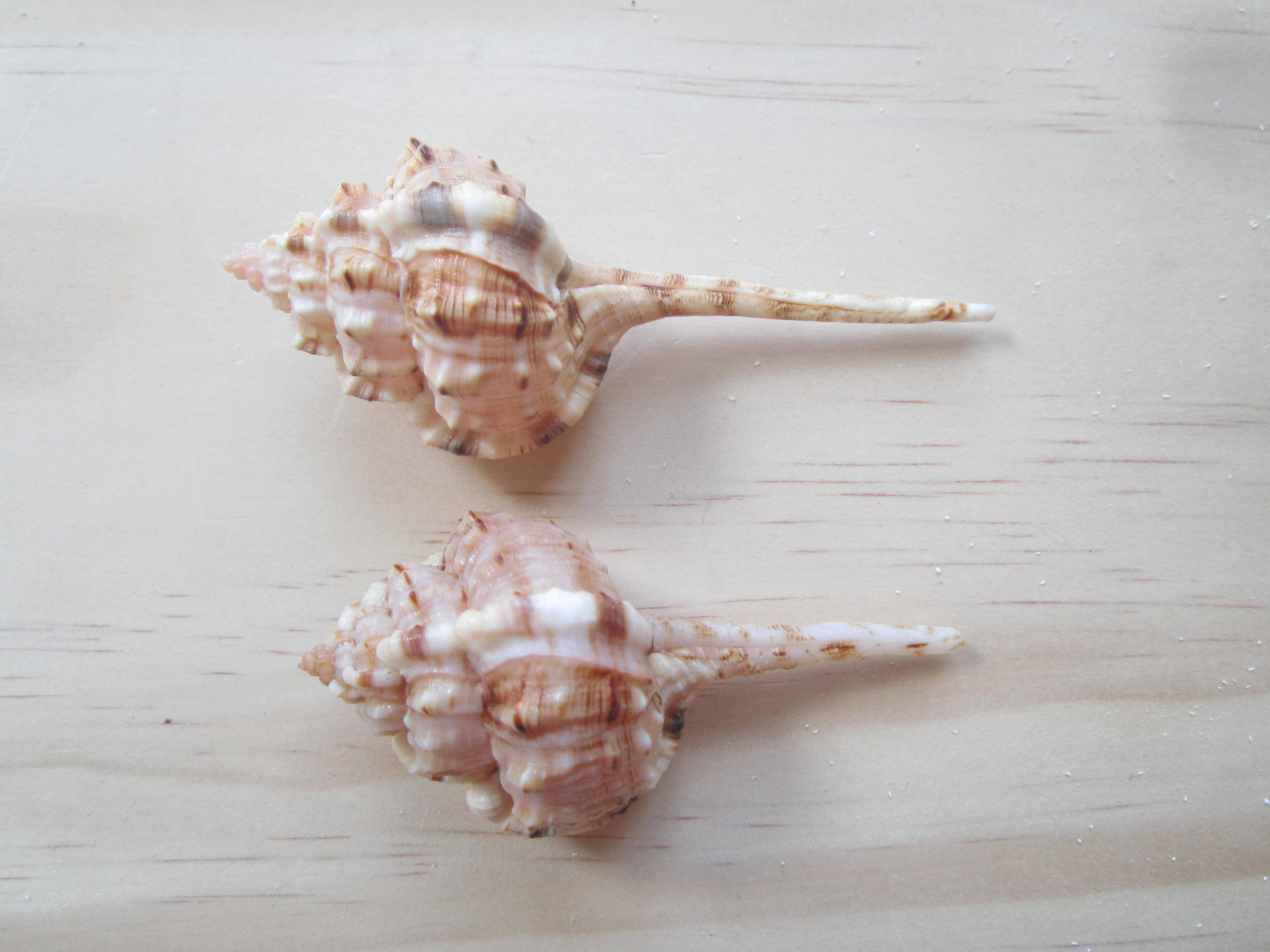 Murex Haustellum-sea Shell Bulk-murex Shells-beach Wedding - Etsy