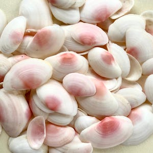 Pink Rose Cup Tellins Tellons Seashells-pink Seashells-beach Wedding ...