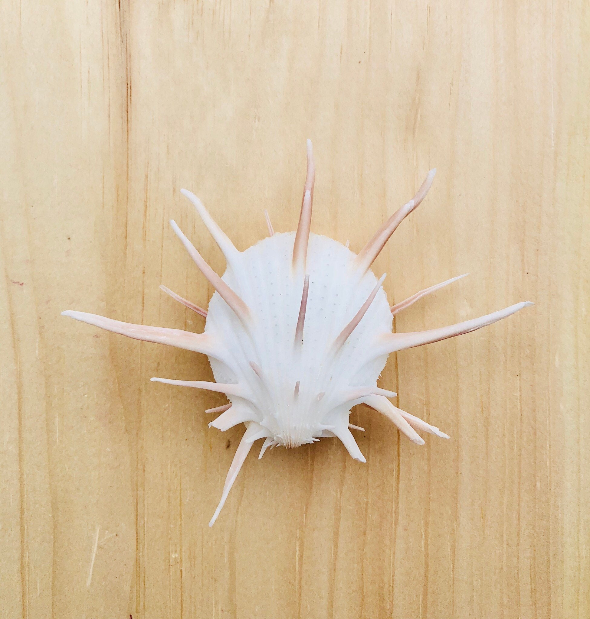 Spondylus Imperialis-white Seashell-oyster Shell-spiky Oyster - Etsy