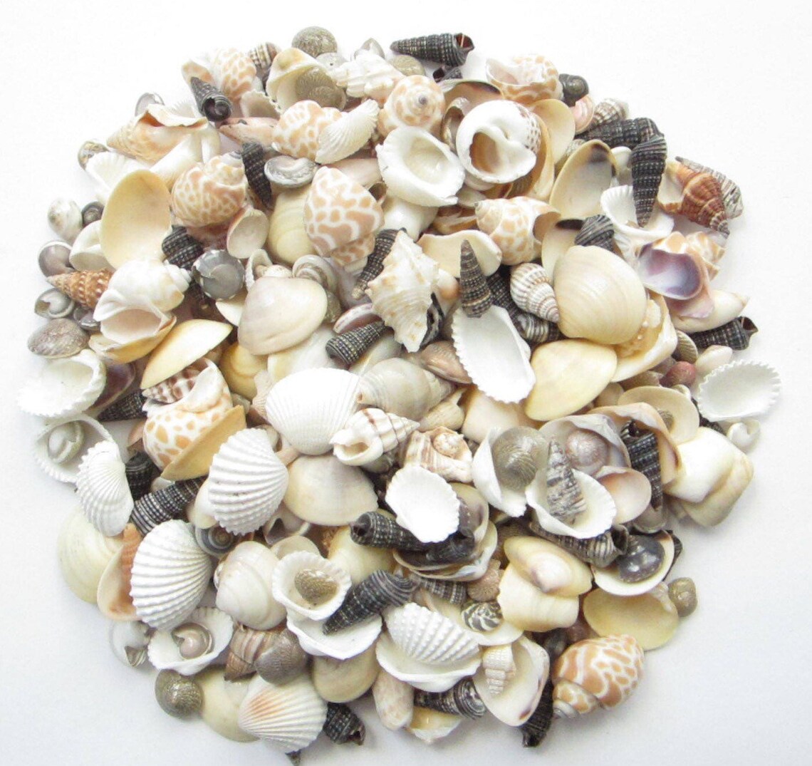 Small Seashell Mix-0.251.5assorted Seashells-sea - Etsy