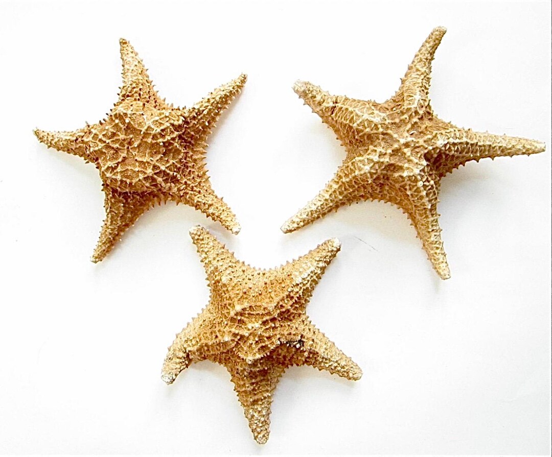 Caribbean Starfish-1 Piece-8-10”-beach Wedding Decor-beach Wedding ...