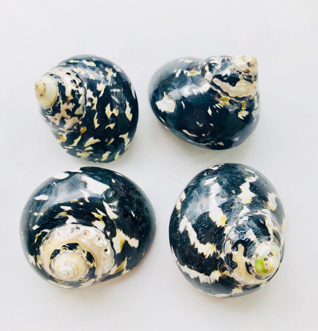 Magpie Shell-1.5-2black and White Turbo Shell-polished Turbo Shell - Etsy