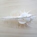 Paper Nautilus Brown-argonauta Nodosa-rare Shells-octopus-octopus Shell ...