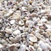Small Shell Mix-1/4"-3/4”-tiny Shell Mix-craft Seashells-small ...