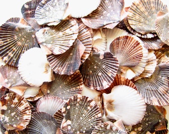 Purple Pecten Scallop Shells Seashells Shells Craft - Etsy