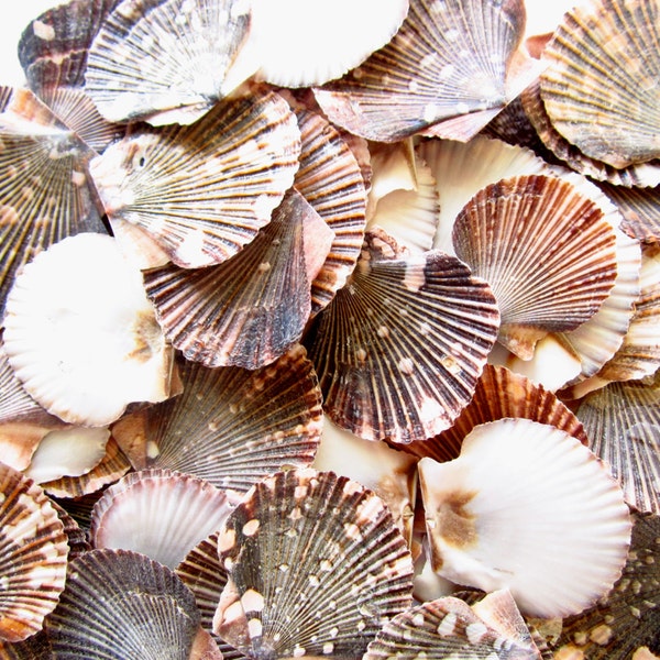 Scallop Shell - Etsy