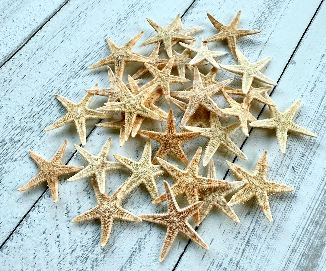 Tiny Tan Starfish-.5"-1"-bulk Starfish-starfish-starfish Decor-starfish ...