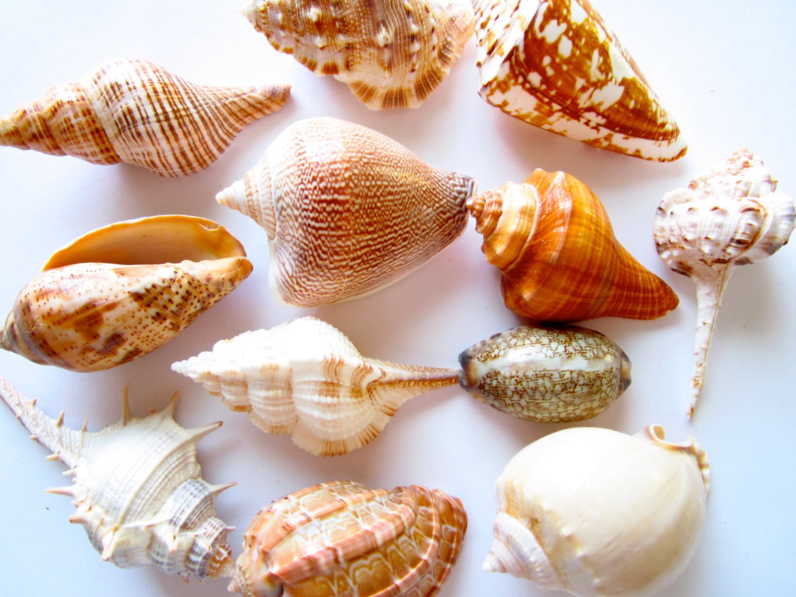 Sea Shell Mix-sea Shells Bulk-craft Sea Shells-beach Wedding - Etsy