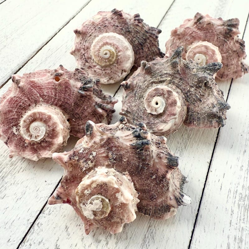 Angaria Shell - Etsy