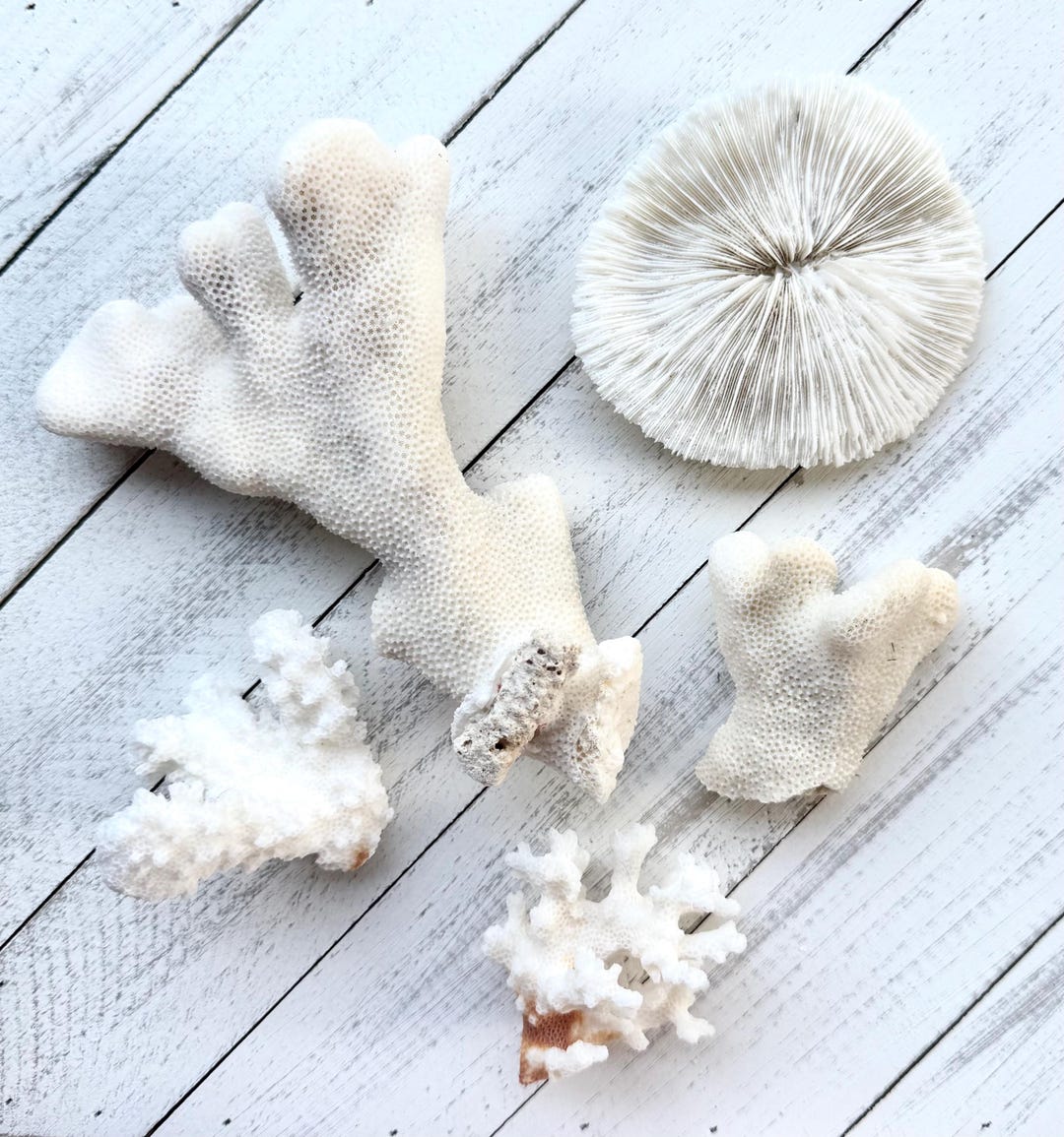 Assorted Real Coral Pieces-coral Bulk-beach Coral Supplies-beach ...