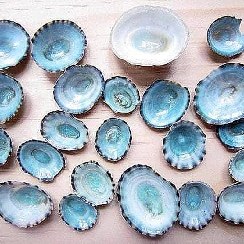 Shells for Sale - Etsy