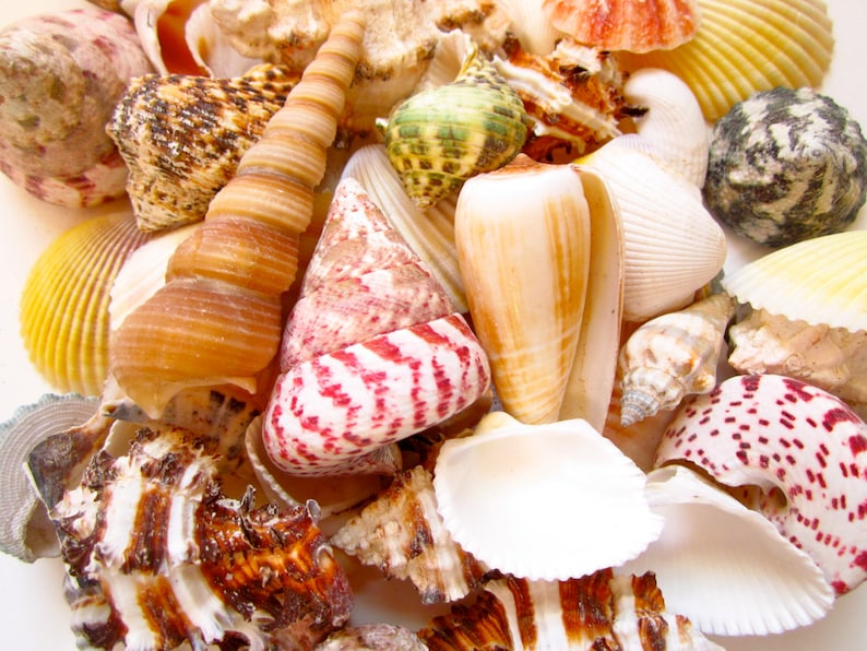 Sea Shell Mix-1 Pound-assorted Sea Shells-sea Shells Bulk-sea - Etsy