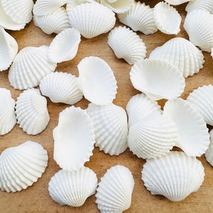 Ark Shells-baby Ark Shells-mini Shells for Crafting-small Shells Bulk ...