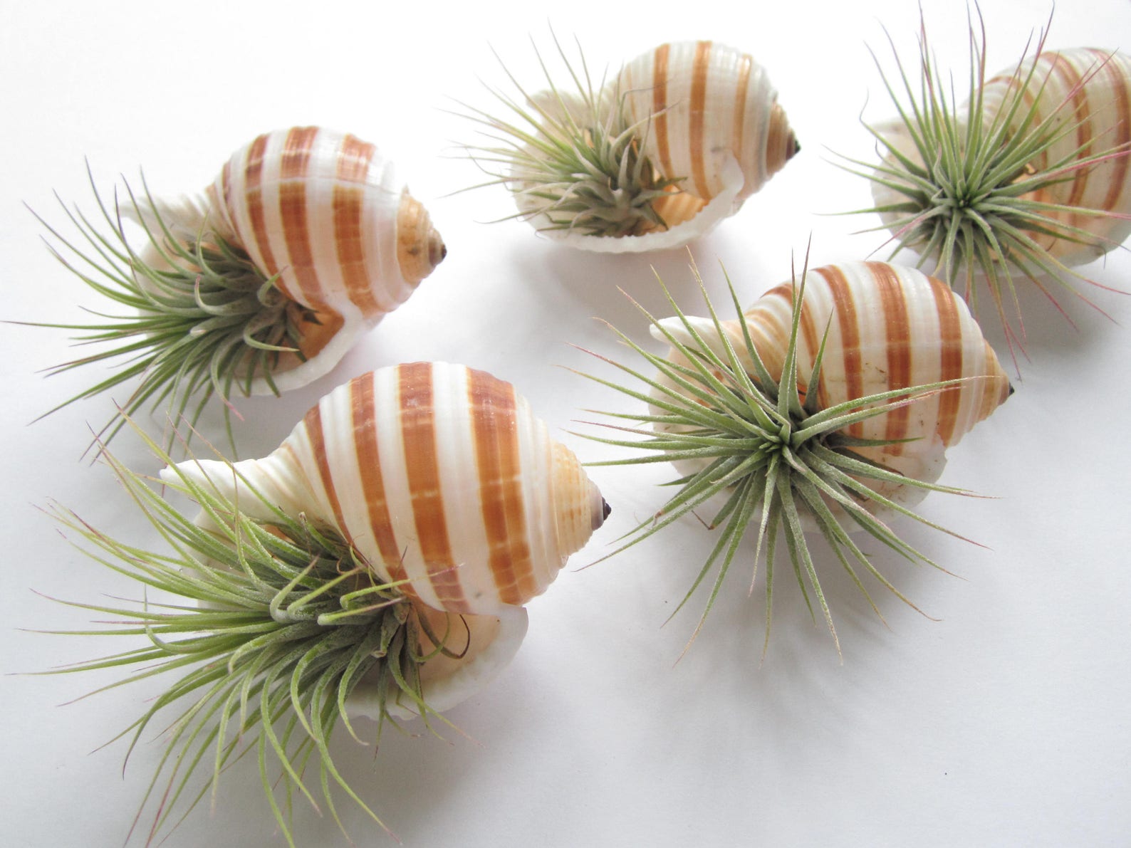 Air Plant Sea Shell Terrarium-housewarming Gift-air Plant - Etsy