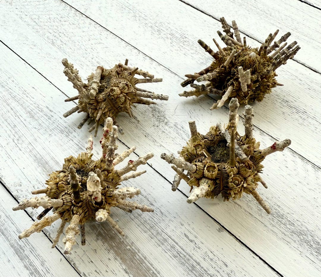 Green Knobby Urchin With Spines-sea Urchin-green Urchin-knobby Urchin ...