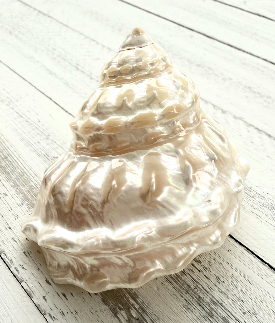 Pearlized Wavy Turban Shell: Astraea Turbanicum, Unique Seashell - Etsy
