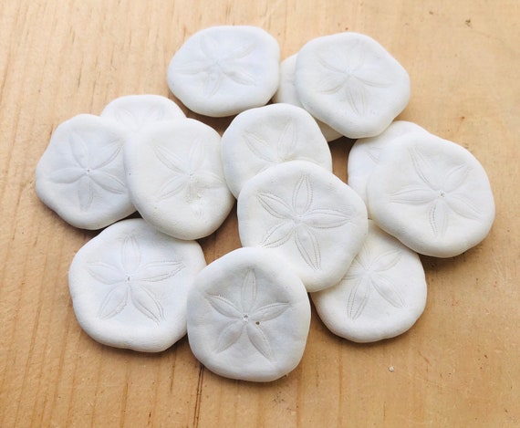 Sea Cookies-sea Biscuit Bulk-seashell Bulk-seashell Craft | Etsy