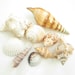 Asst Sea Shell Mix-1/2 Pound-beach Wedding Decor-sea Shells Bulk-bag of ...