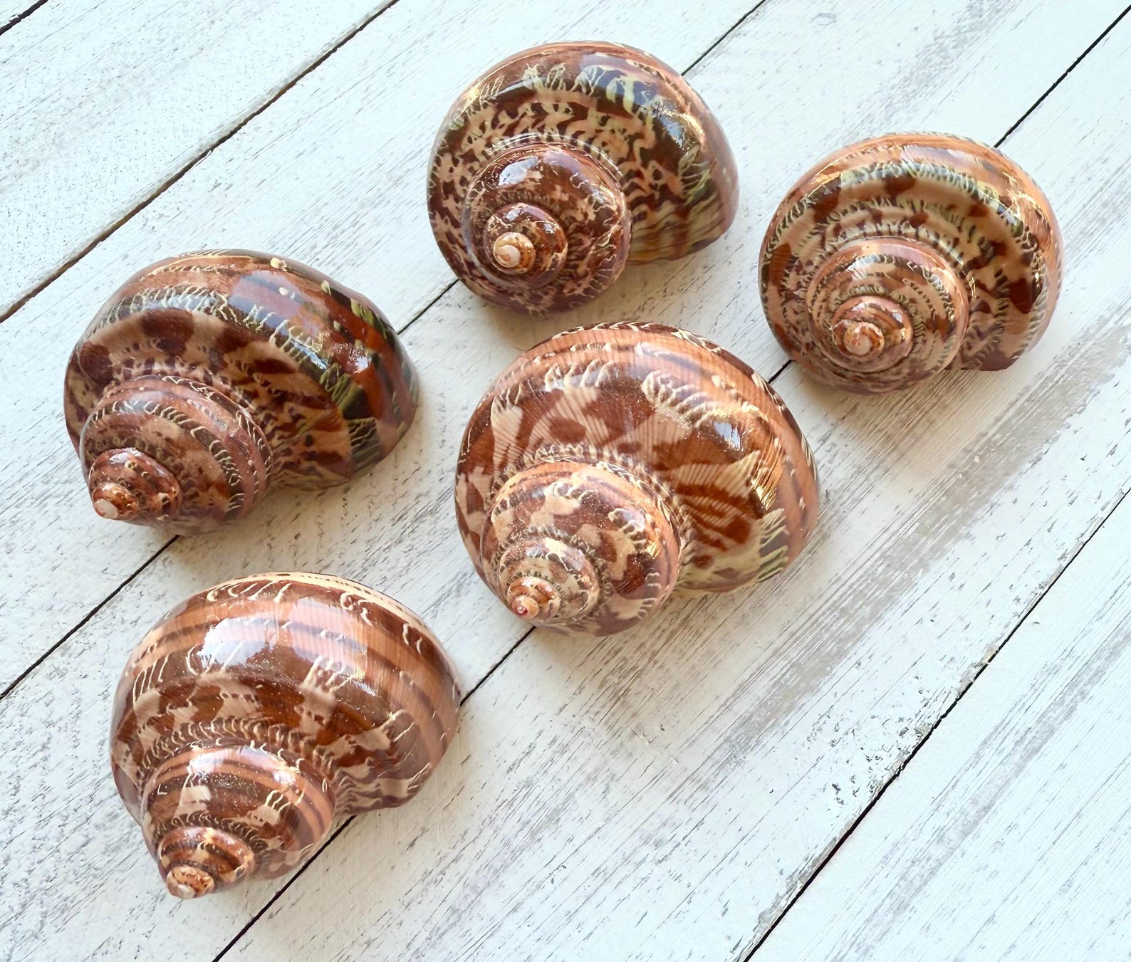 Tapestry Turbo Shells: Petholatus Seashells for Beach Wedding Decor - Etsy