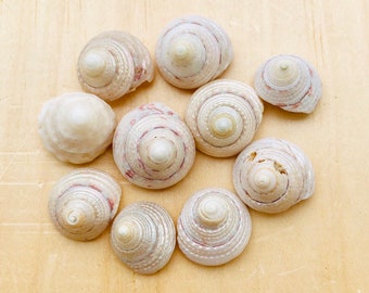 White Tusk Shells-sea Shell Bulk-craft Shell-coastal Home Decor-sailors ...