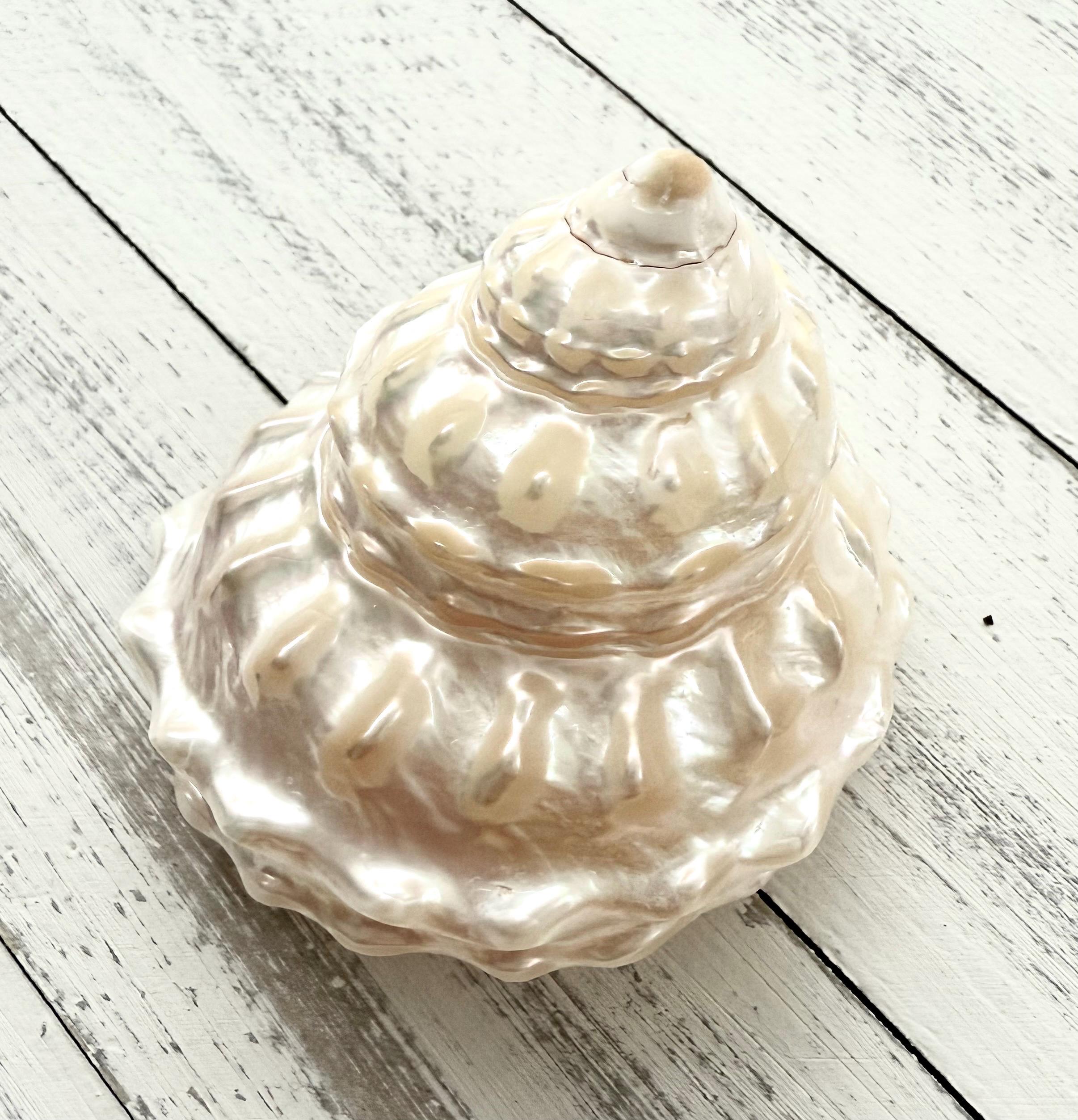 Pearlized Wavy Turban Shell: Astraea Turbanicum, Unique Seashell - Etsy