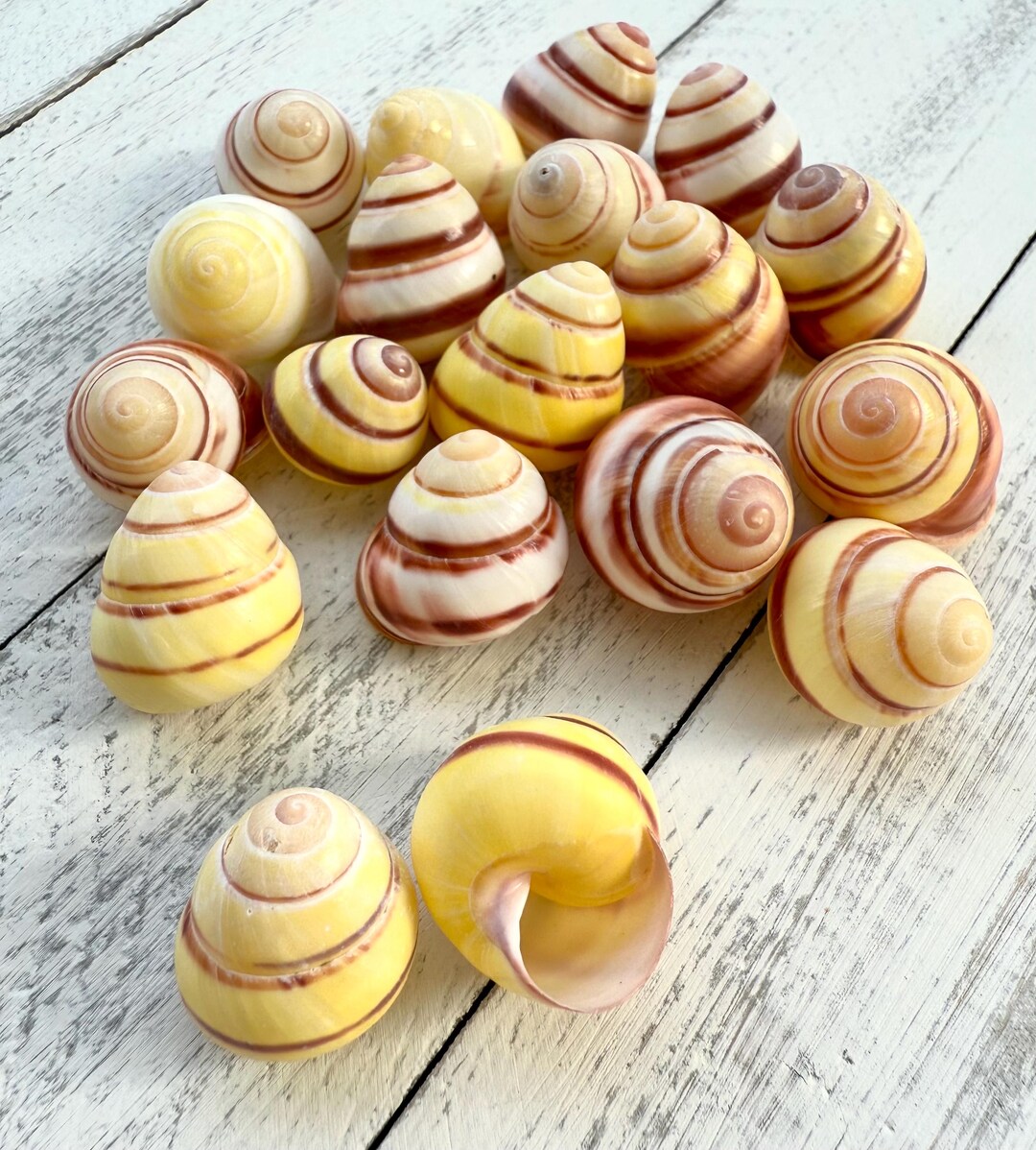 Yellow Land Snail Striped Sea Shells 0.5-1” - Etsy