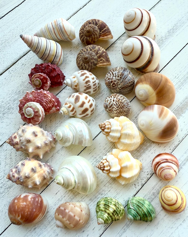 26 Piece Hermit Crab Shells: Natural Seashell Mix, Craft & Decor (1/3-1 ...