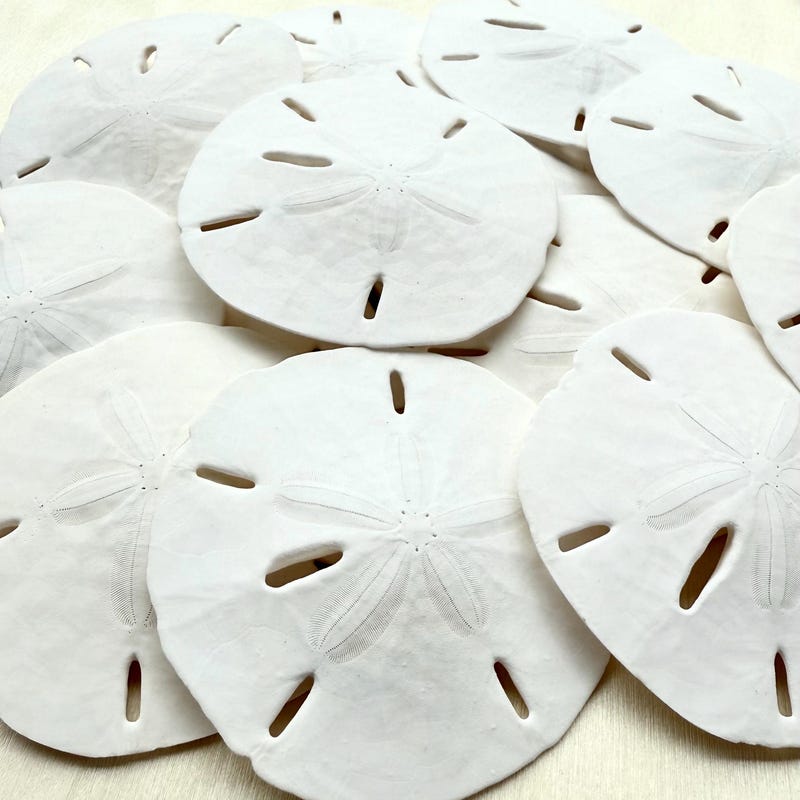 Dollar Shell Necklace - Etsy