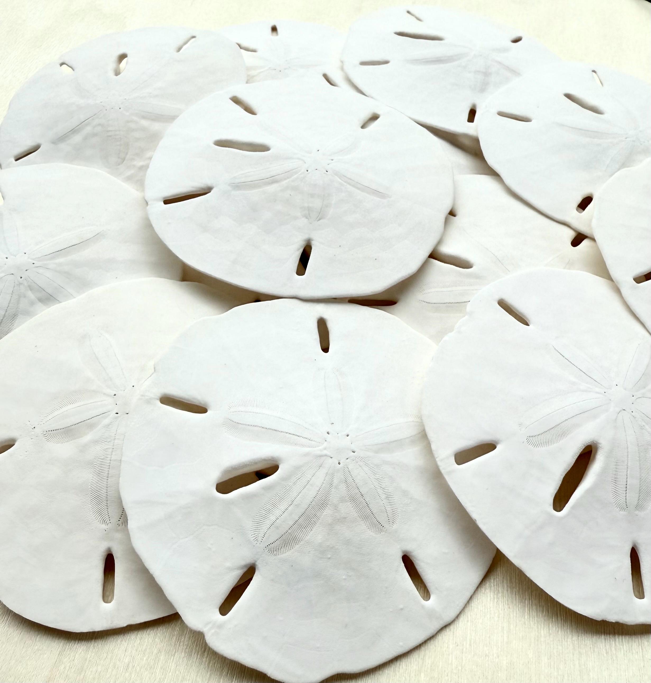 Sand Dollars-2-2.5"-sand Dollars-sand Dollars Bulk-beach Wedding Decor ...