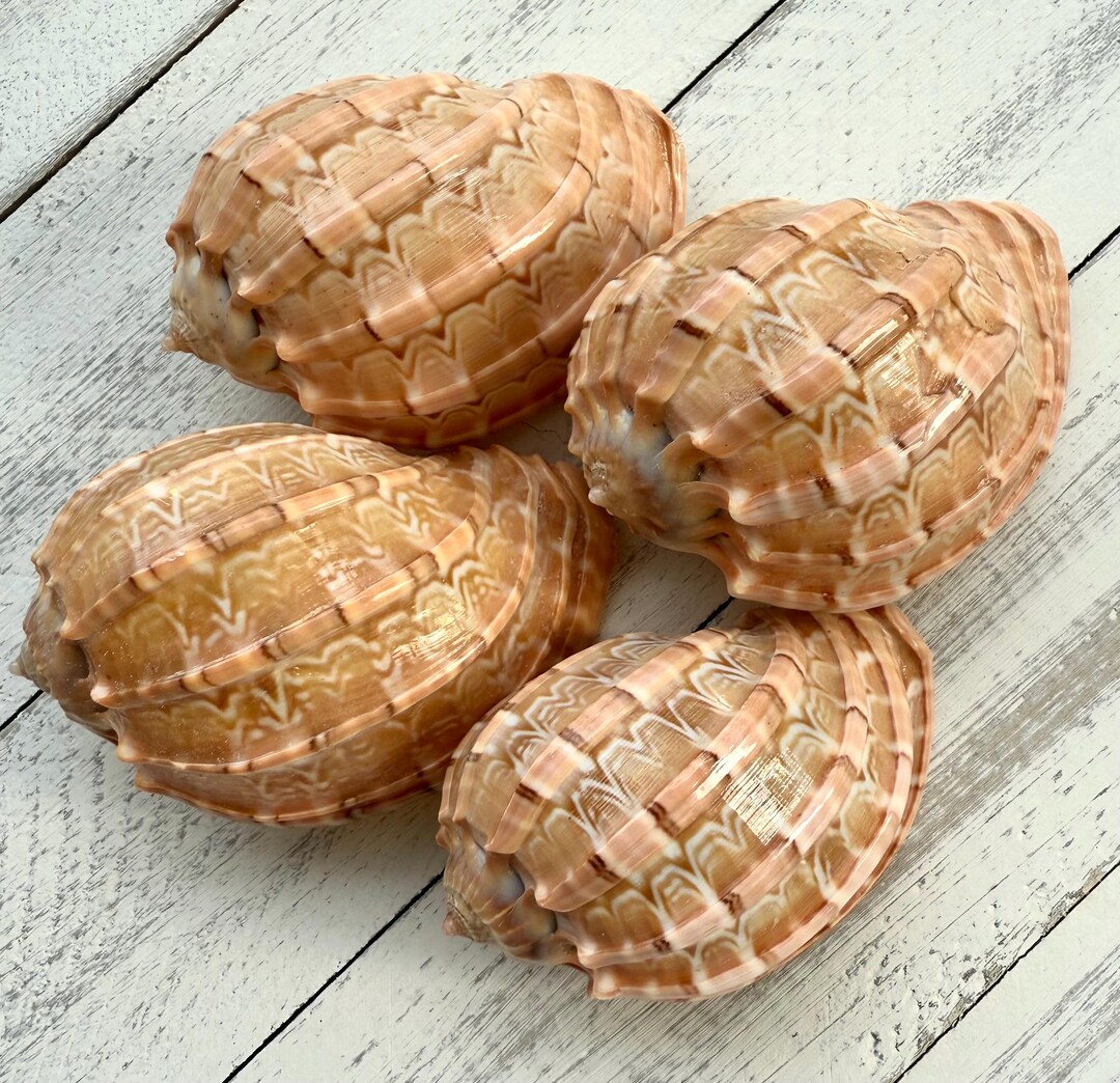 Harpa Major Shells-sea Shell Bulk-harpa Shells-beach Wedding Decor ...