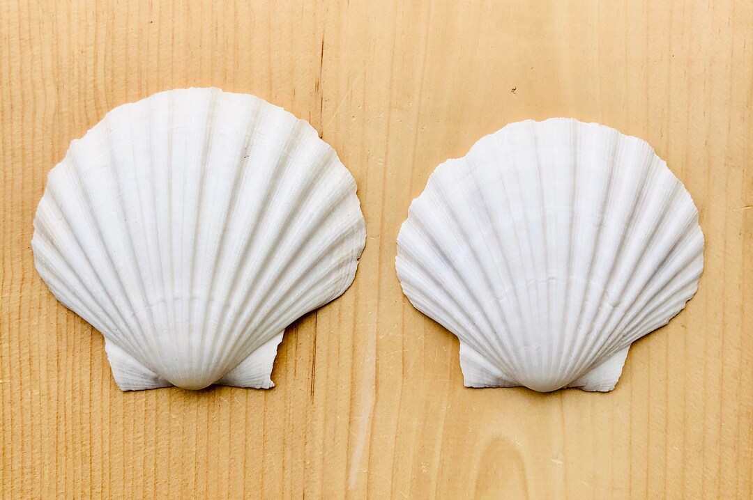 Irish Baking Scallop Seashell-3.5-4.5"-2 Pieces-scallop Shells-white ...