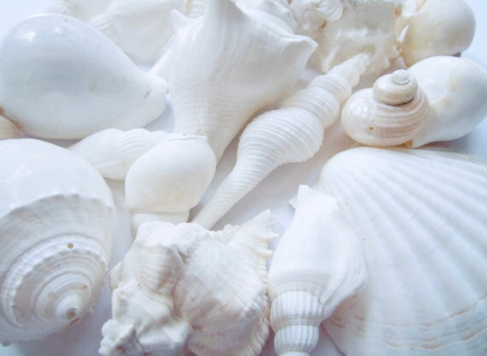 White Sea Shell Mix Beach Wedding Decor Sea Shells Bulk Bag of - Etsy