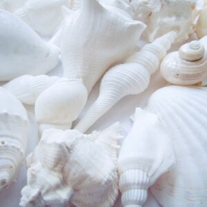 White Sea Shell Mix Beach Wedding Decor Sea Shells Bulk Bag of Shells ...