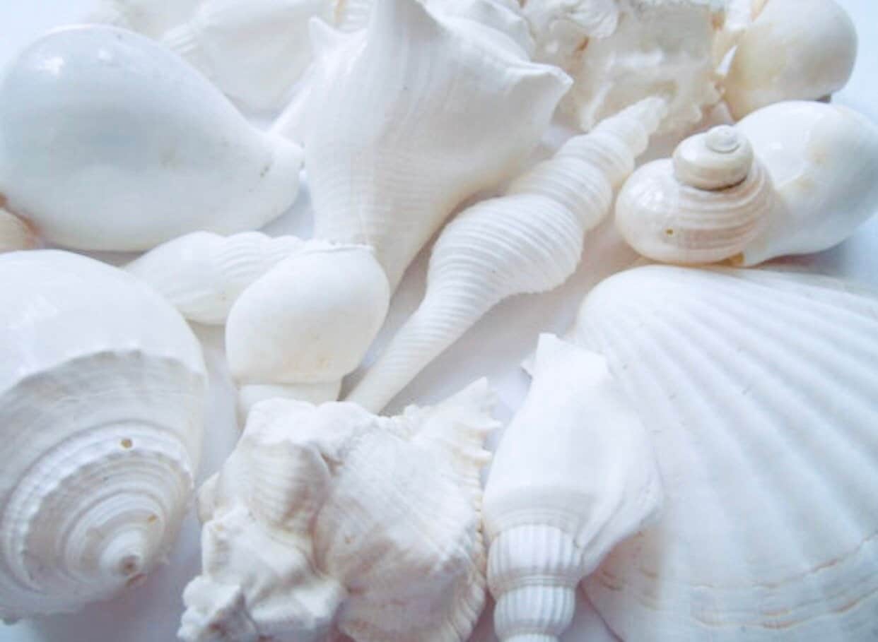 White Sea Shell Mix Beach Wedding Decor Sea Shells Bulk Bag of - Etsy
