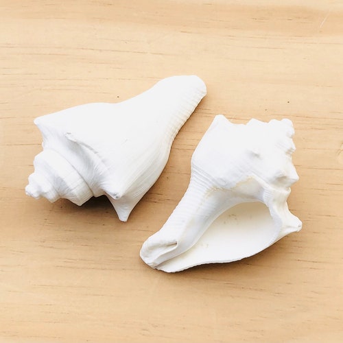 White Sea Shell Mix Beach Wedding Decor Sea Shells Bulk Bag of - Etsy