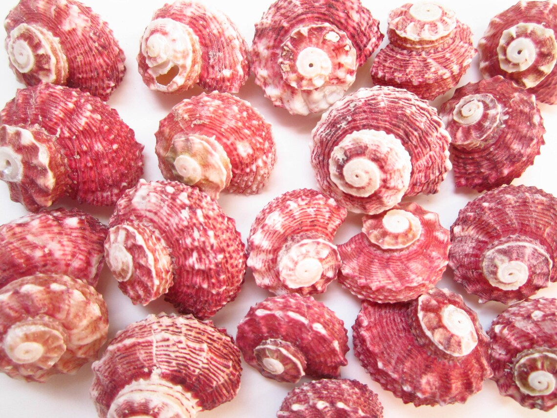 Red Delphinula Shells-sea Shells for Crafting-beach Wedding - Etsy