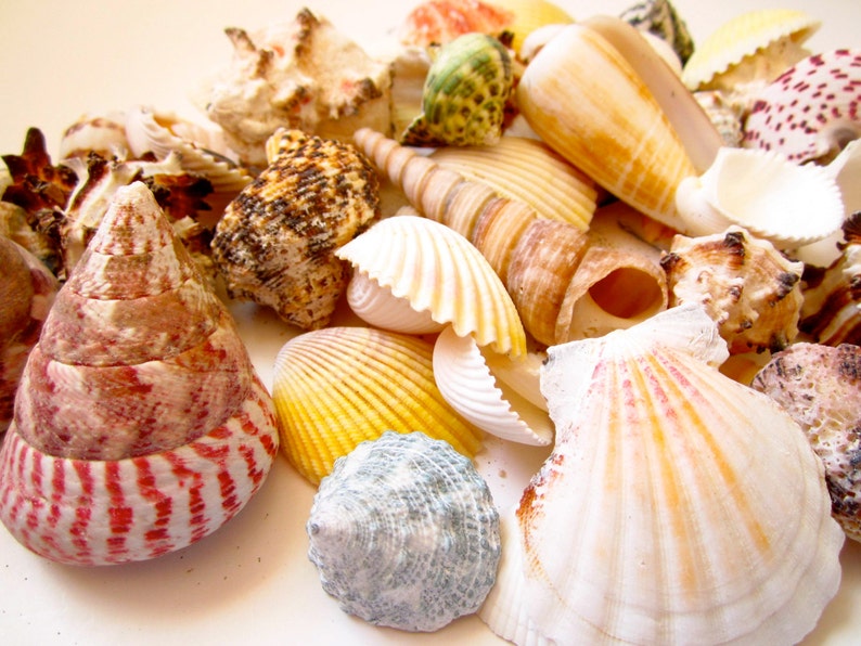 Sea Shell Mix-1 Pound-assorted Sea Shells-sea Shells Bulk-sea - Etsy