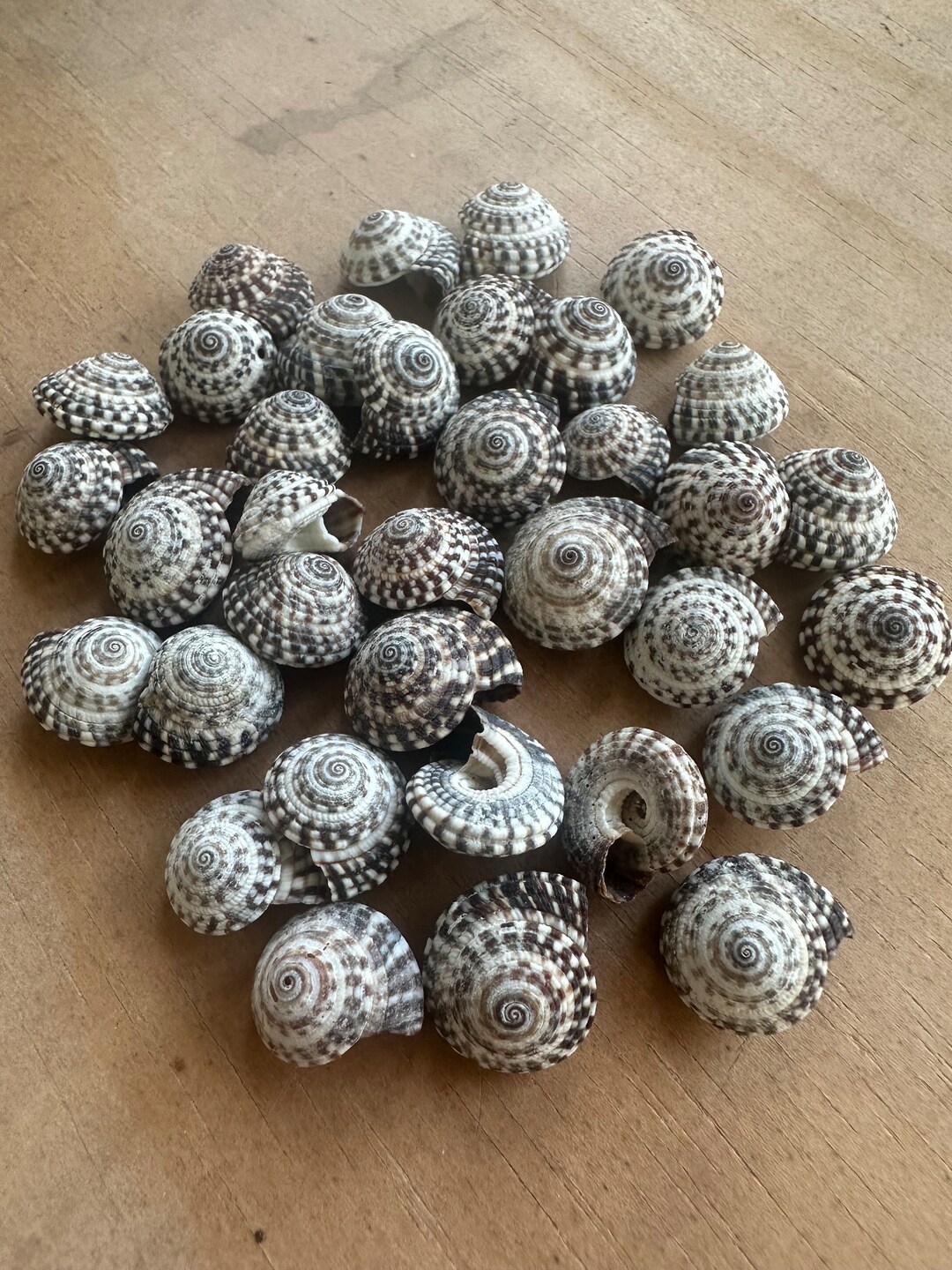 Heliacus Snail Shells-grade B-set of 10-mini Shells-crafting Shells ...