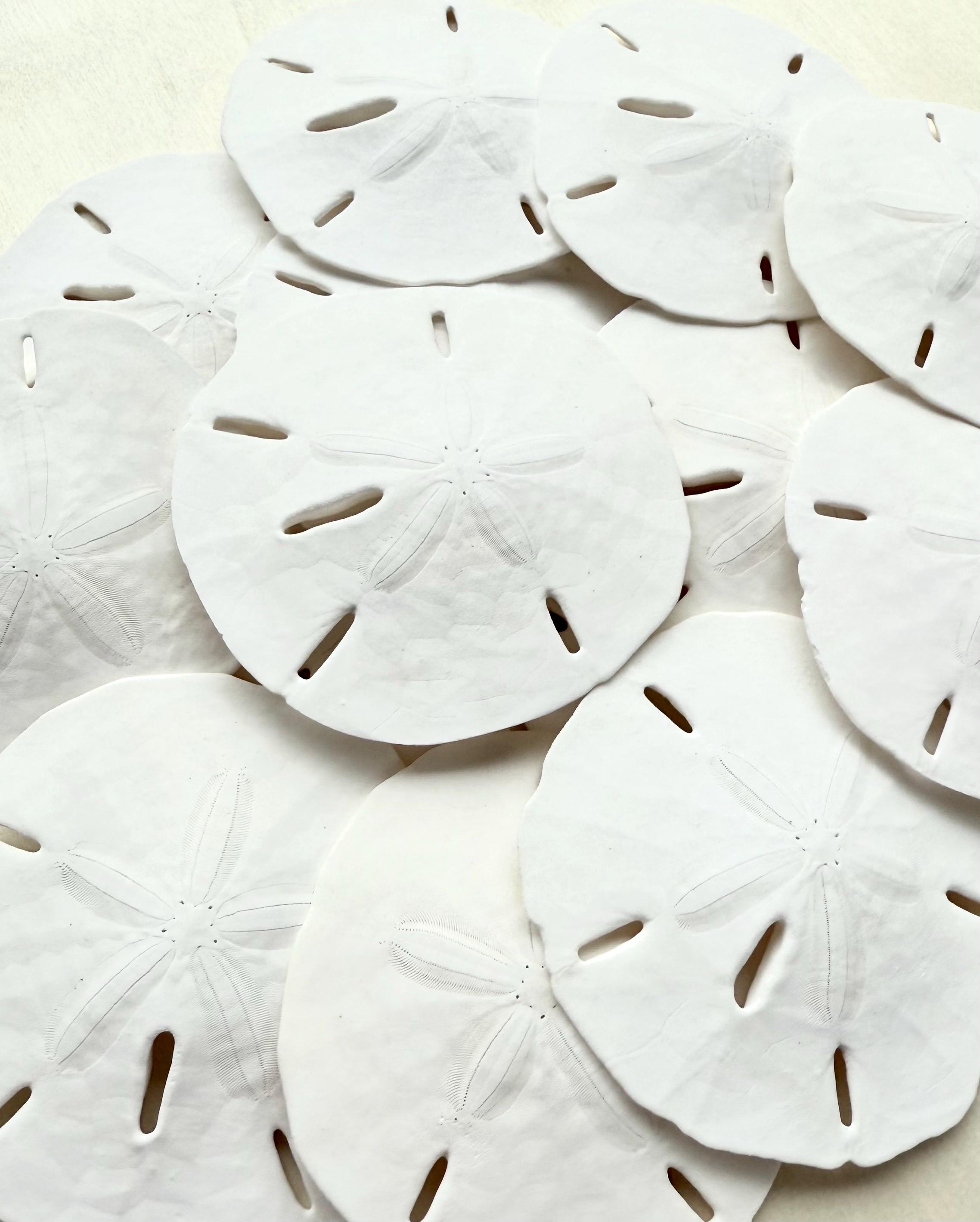 Sand Dollars-2-2.5"-sand Dollars-sand Dollars Bulk-beach Wedding Decor ...