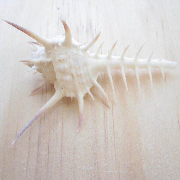 Large Comb Decor - Etsy