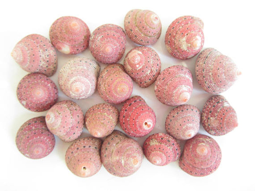 Discounted Damaged Strawberry Top Shells-shells Sale-shells Bulk-beach ...
