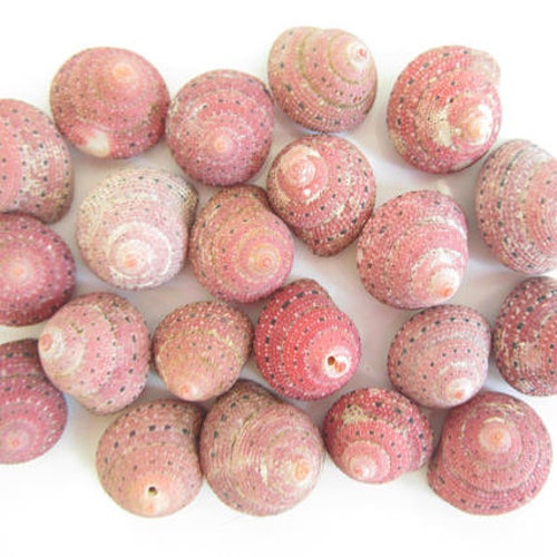 Shiva Seashells-green Cat Eye Shells-seashells for - Etsy