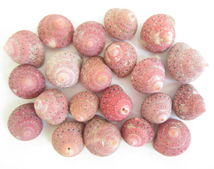 Strawberry Top Seashells clanculus Puniceus Craft Shells 1/23/4 5 ...
