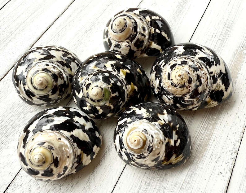 Magpie Turbo Shell: Black and White Sea Shell (1.5-2") - Etsy