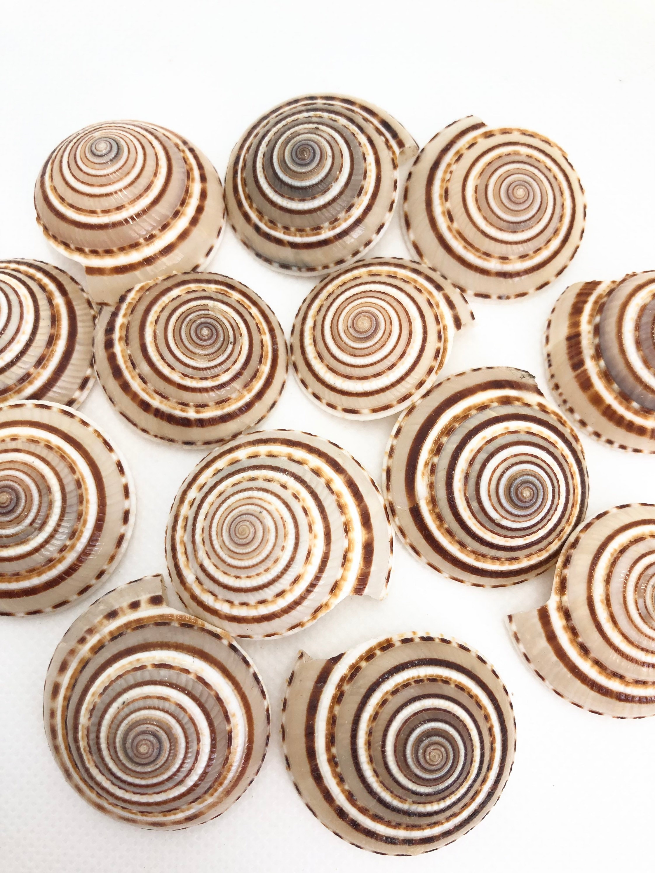 Sundial Seashells-sundial Seashell Bulk-craft Seashells-beach - Etsy