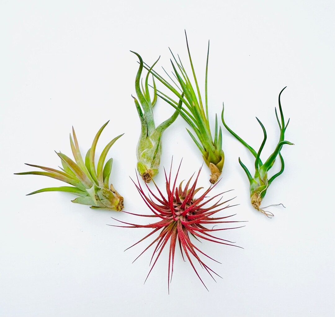 Air Plants Assortment up to 5" Tillandsia Air Plant Terrarium Air Plant ...
