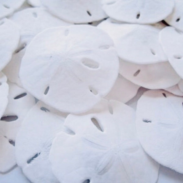 Sand Dollar Seashell - Etsy