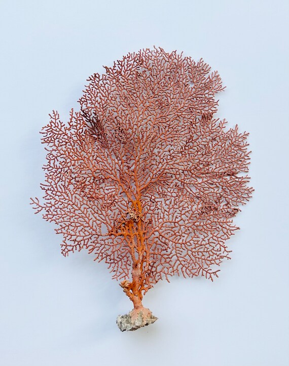 Sea Fan Decor
